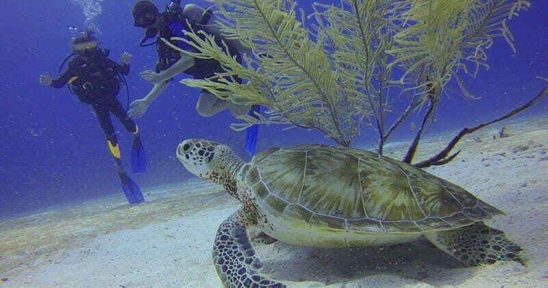 From Cancun: Chac Mool Cenote Diving Experience - The Dive Itinerary: What to Expect