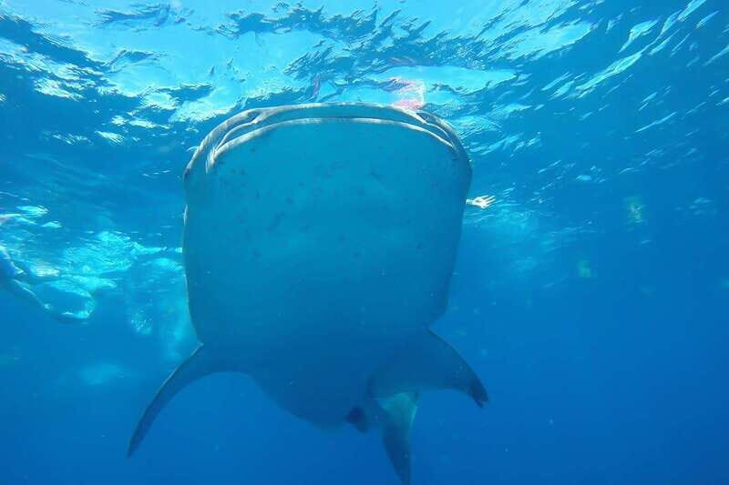 From Cancún: Half-Day Snorkeling with Whale Sharks - The Itinerary: What Makes Each Step Special