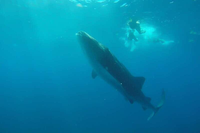From Cancún: Half-Day Snorkeling with Whale Sharks - Practicalities and Value