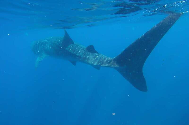 From Cancún: Half-Day Snorkeling with Whale Sharks - The Sum Up: The Best Fit for Curious and Active Travelers