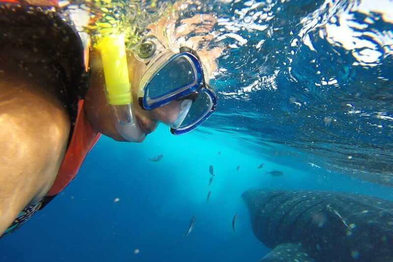 From Cancún: Half-Day Snorkeling with Whale Sharks - FAQ: Your Practical Questions Answered