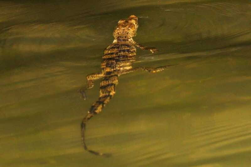 From Cancun: Kantemó Snake Cavern Adventure - FAQ