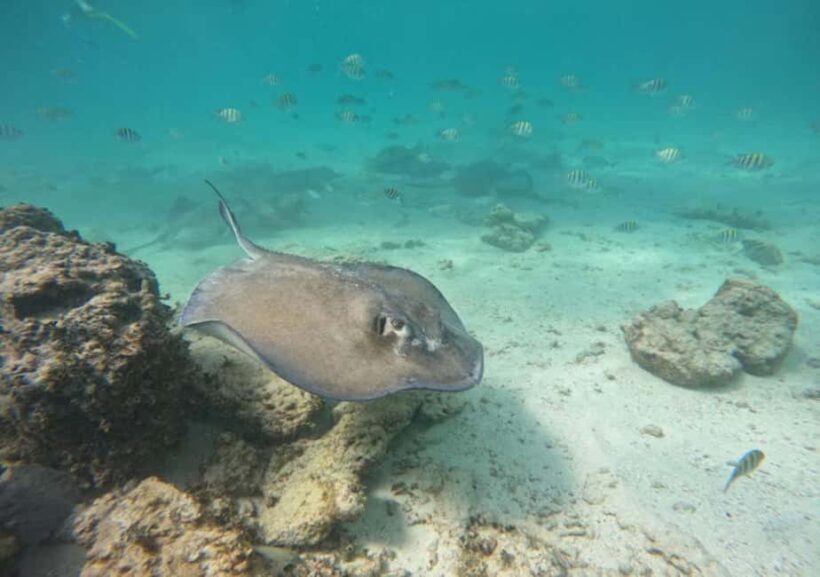 From Cancun: Ocean Reef Snorkeling - What to Expect from the Ocean Reef Snorkeling Tour