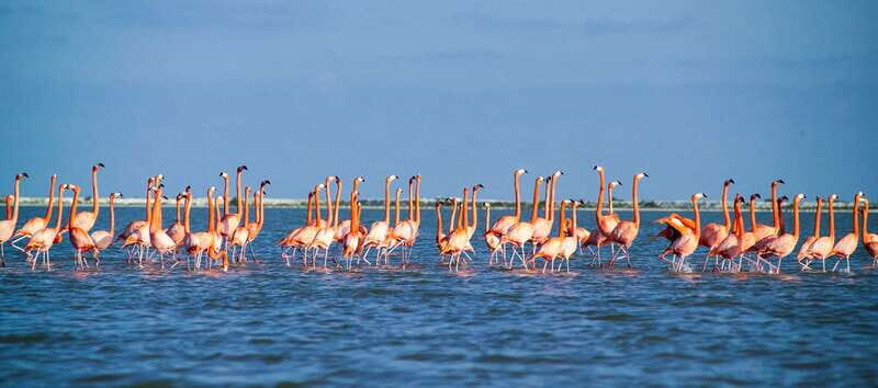 From Cancún: Rio Lagartos & Las Coloradas Day Trip & Lunch - FAQ