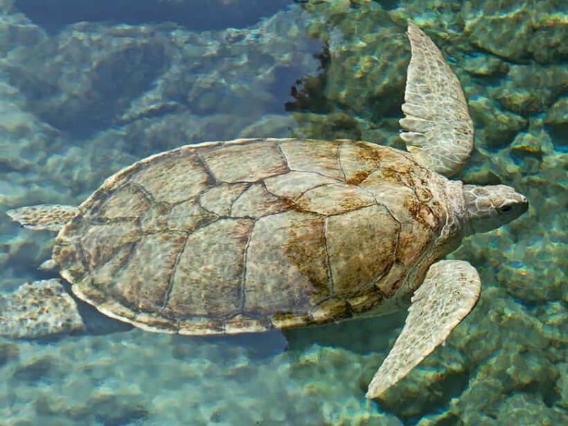 From Cancun: Xcaret Plus Park, the complete experience - Exploring Xcaret Plus Park: A Complete Day in Quintana Roo