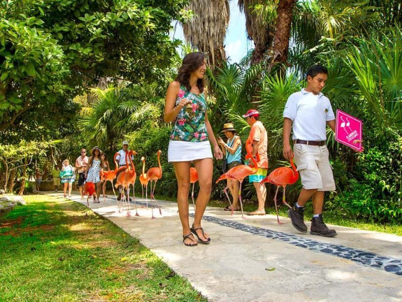 From Cancun: Xcaret Plus Park, the complete experience - A Deep Dive Into What Makes This Tour Stand Out