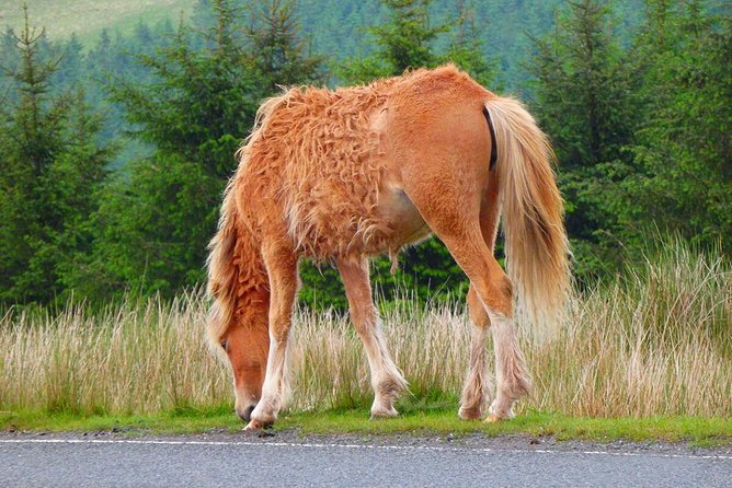From Cardiff: Three Castles, Welsh Mountains & More Day Tour - Taking in the Brecon Beacons National Park