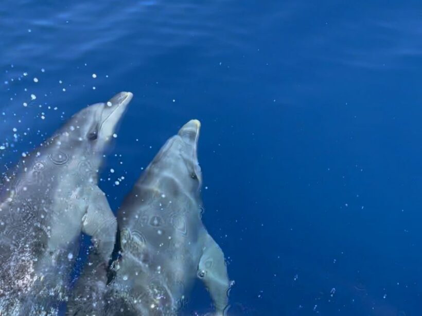 From Cargèse: Scandola Day Tour & Girolata Lunch Stop - An In-Depth Look at the Tour Experience