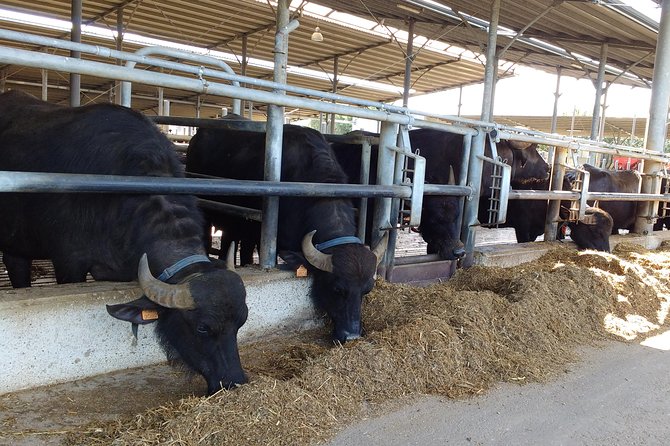 From Castellabate Paestum Temples Bufala Mozzarella wine tasting - Practical Considerations