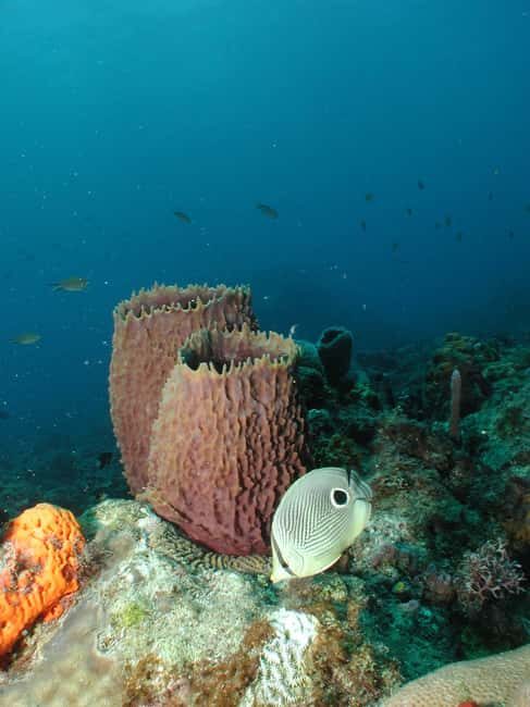 From Castries: St. Lucia Scuba Diving Excursion - An Authentic Underwater Journey in Saint Lucia