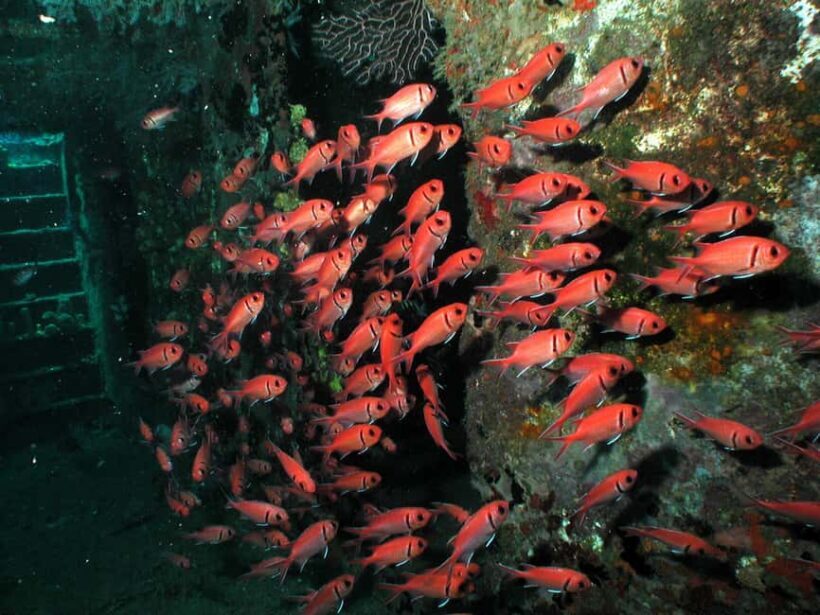 From Castries: St. Lucia Scuba Diving Excursion - Final Thoughts: Why You Should Consider This Tour