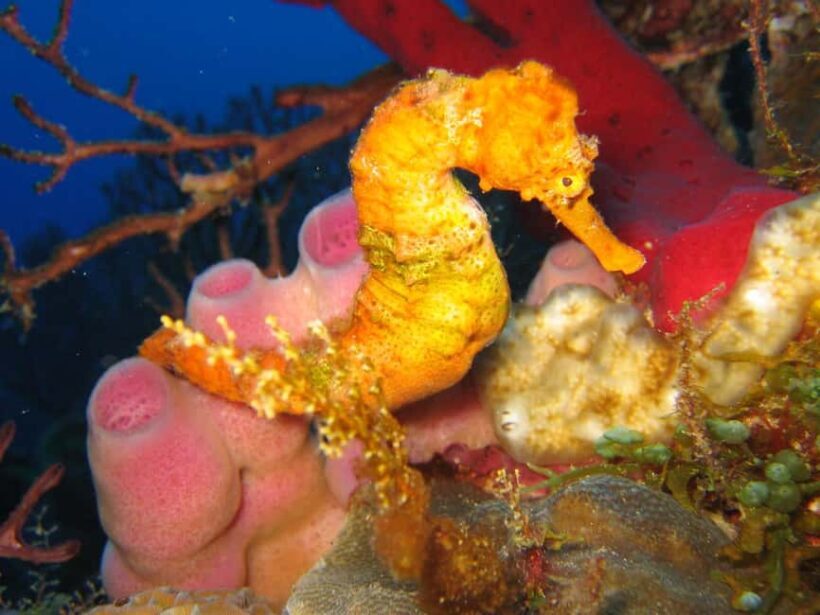 From Castries: St. Lucia Scuba Diving Excursion - FAQ