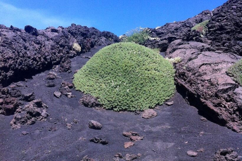 From Catania: Mount Etna Half-Day Tour and Wine Experience - Exploring Sicily’s Iconic Volcano and Vineyards: A Detailed Review of the Mount Etna Half-Day Tour and Wine Experience