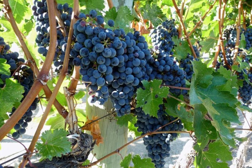From Catania: Mount Etna Half-Day Tour and Wine Experience - The Allure of Mount Etna: Why This Tour Matters