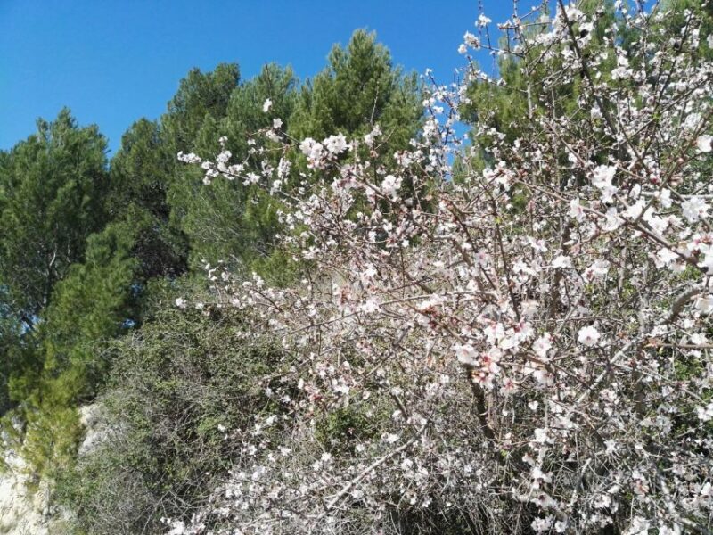From Catania: Pantalica & Sortino Guided Tour - Discovering Sortinos Architectural Gems