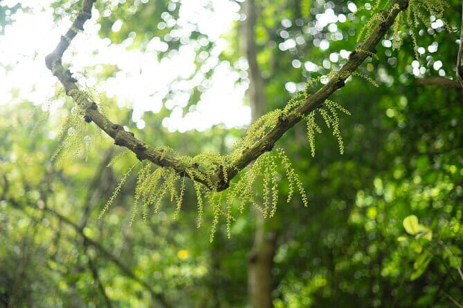 From Catba: Full Day Trekking Cat Ba National Park, Viet Hai - The Itinerary: What to Expect