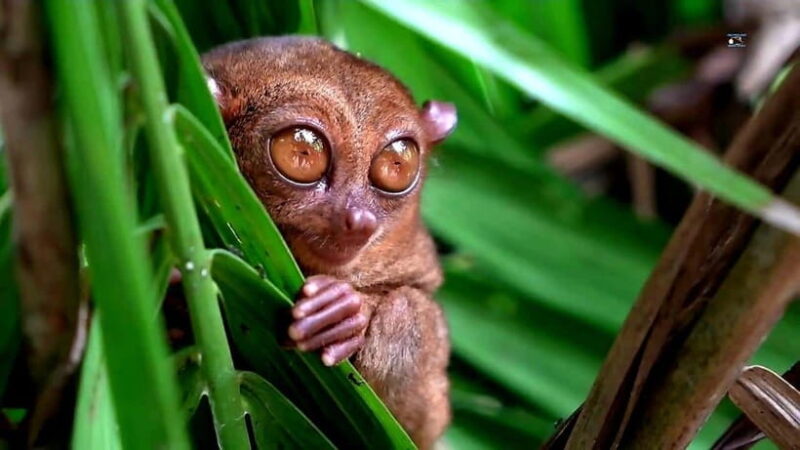 From Cebu: Bohol Countryside & Buffet Lunch Exclusive Tour - The Value of This Tour