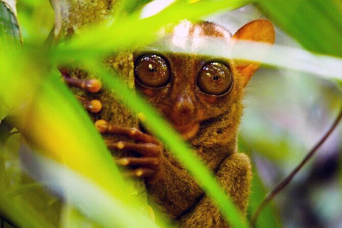 From Cebu: Bohol Countryside Private Tour & Loboc River Cruise - Key Points