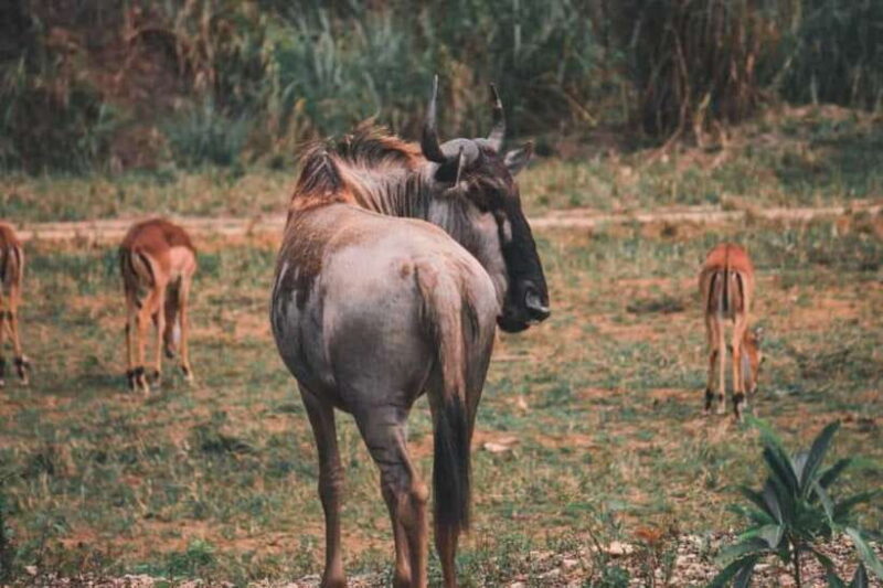 From Cebu City: Cebu Safari and Adventure Park Day Tour - Who Will Enjoy This Tour?