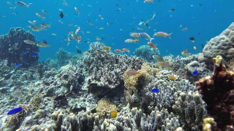 From Cebu City: Moalboal Pescador Snorkeling Tour + Lunch - Who this Tour Is Best For