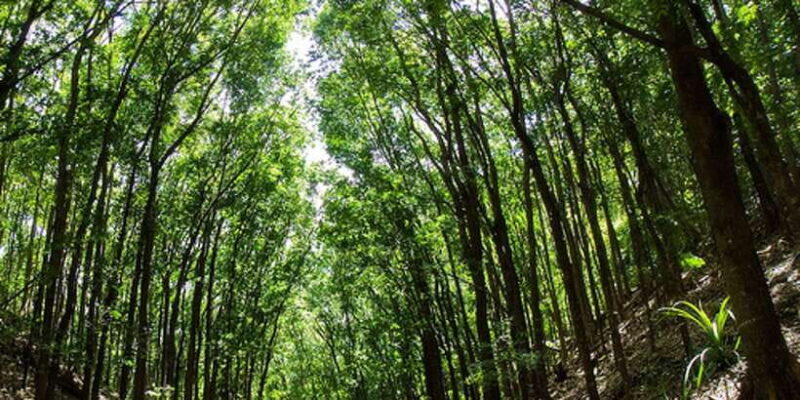 From Cebu: Full-Day Bohol Excursion - FAQ