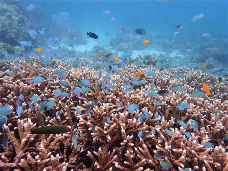 From Cebu: Island Hopping to 3 islands with BBQ lunch - Final Thoughts: Who Will Love This Tour?