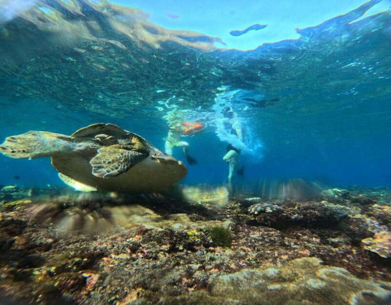 From Ceningan: Snorkeling with Manta Rays at Manta Point - The Realities of the Experience