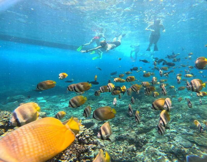 From Ceningan: Snorkeling with Manta Rays at Manta Point - FAQs