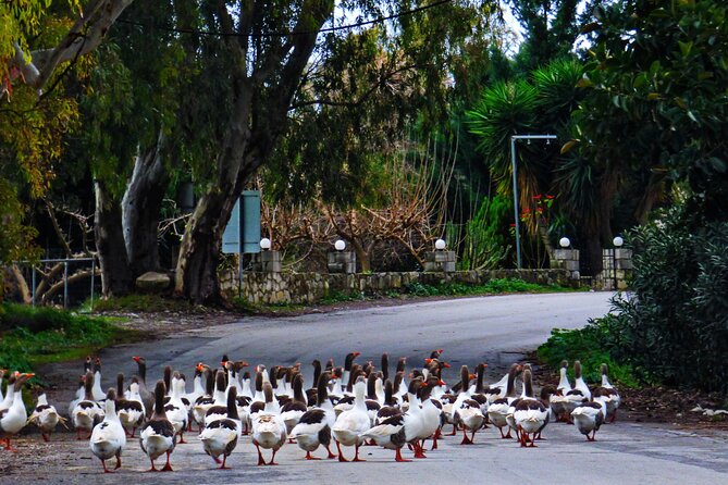 From Chania: Rethymno, Kournas Lake & Olive Oil Tasting Tour - Who Would Love This Tour?