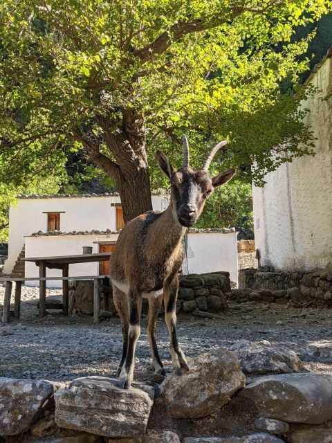 From Chania: Samaria Gorge Hiking tour - Final Thoughts