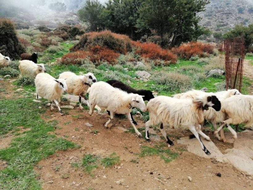 From Chania: White Mountains Land Rover Safari - Who Will Love This Tour?