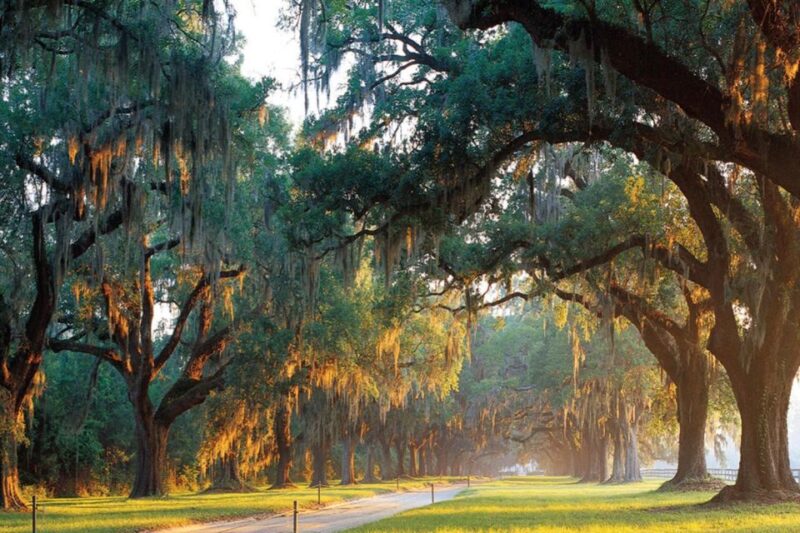 From Charleston: Boone Hall Plantation Entry with Transfers - Key Points