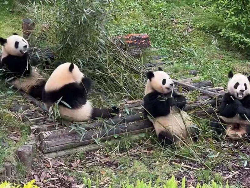 From Chengdu: Leshan Giant Buddha and Panda Base Day Trip - An In-Depth Look at the Tour Itinerary and Experience