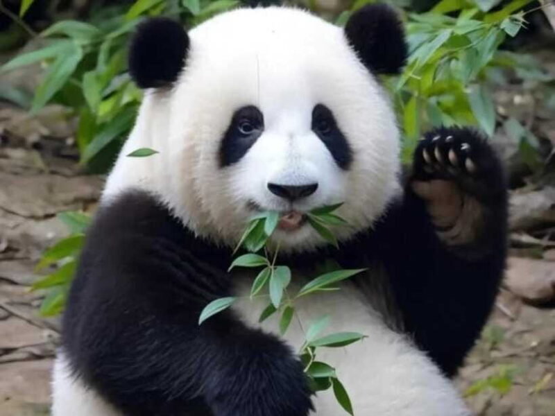 From Chengdu: Leshan Giant Buddha and Panda Base Day Trip - FAQ