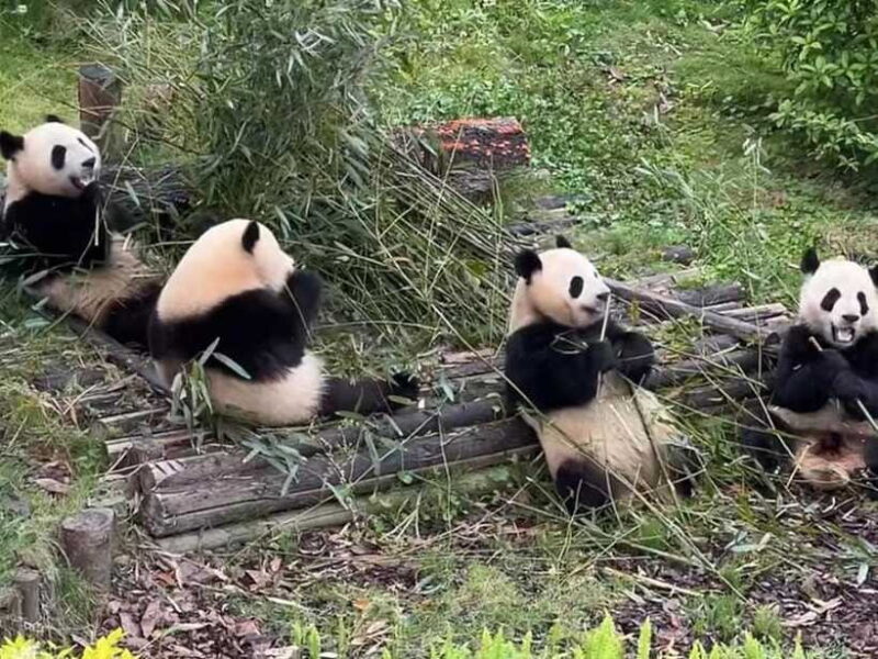 From Chengdu: Leshan Giant Buddha and Panda Base Day Trip - Final Thoughts