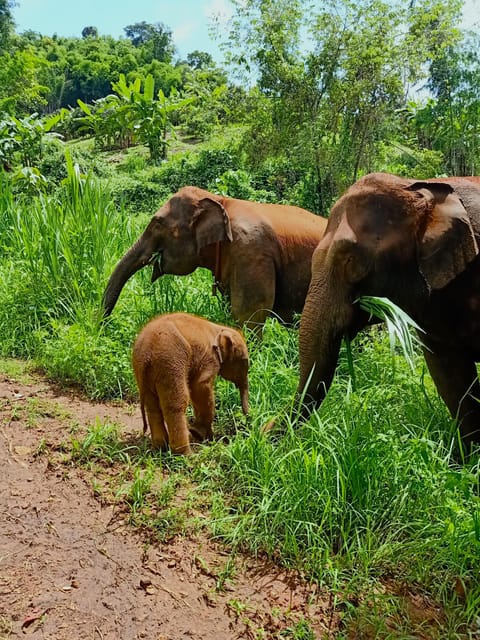From Chiang Mai: Chiang Mai Elephant Care Morning Program - Engaging Introduction