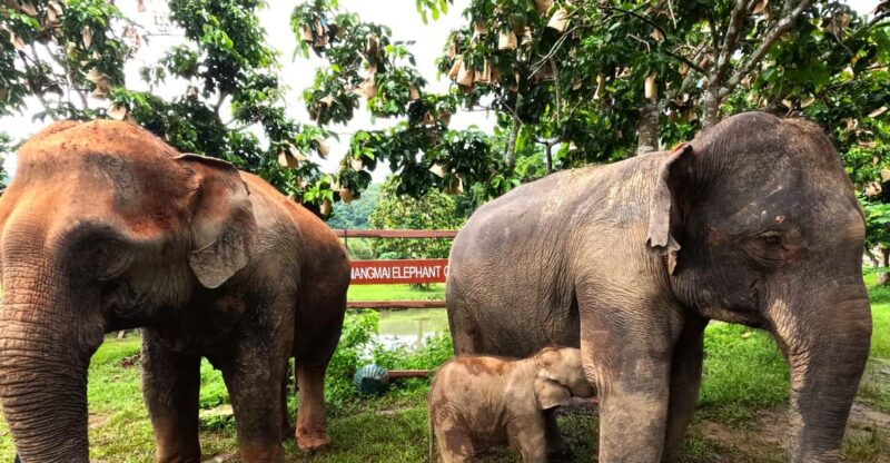 From Chiang Mai: Chiang Mai Elephant Care Morning Program - The Experience in Detail