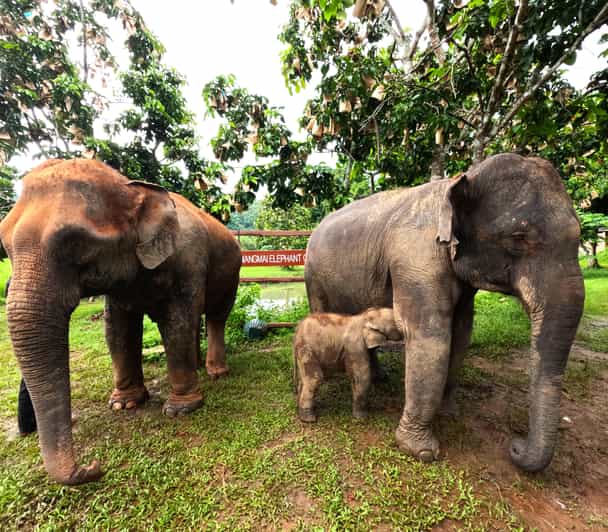 From Chiang Mai: Chiang Mai Elephant Care Morning Program - Who Will Appreciate This Tour?