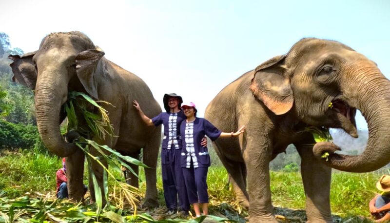 From Chiang Mai: Chiang Mai Elephant Care Morning Program - FAQ