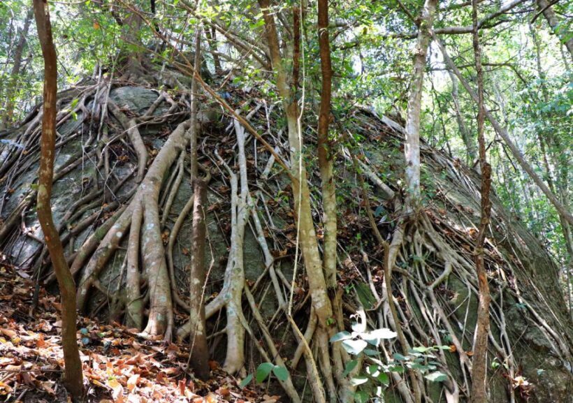 From Chiang Mai: Doi Inthanon National Park Hiking Tour - Authentic Experiences and Traveler Feedback