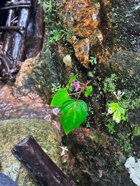 From Chiang Mai: Doi Saket Hiking Tour with Lunch - FAQ