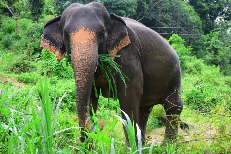 From Chiang Mai: Elephant Care Program and Nursery Tour - Key Points