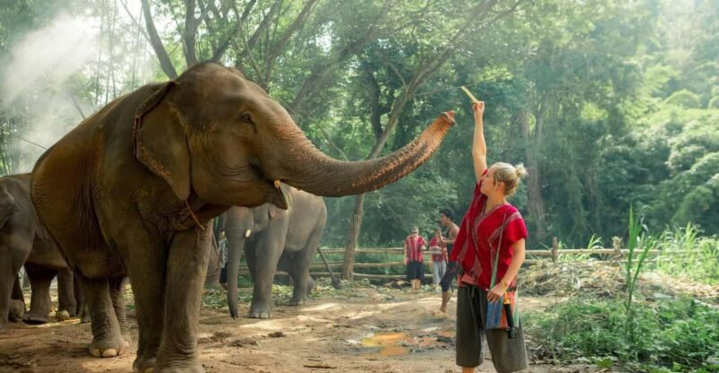 From Chiang Mai: Kerchor Eco Elephant Park Tour - The Itinerary in Detail