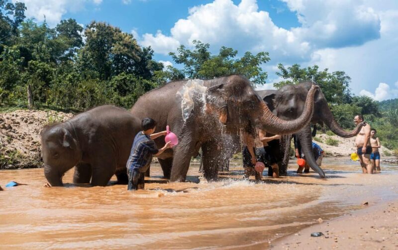 From Chiang Mai: Kerchor Eco Elephant Park Tour - The Value of the Experience