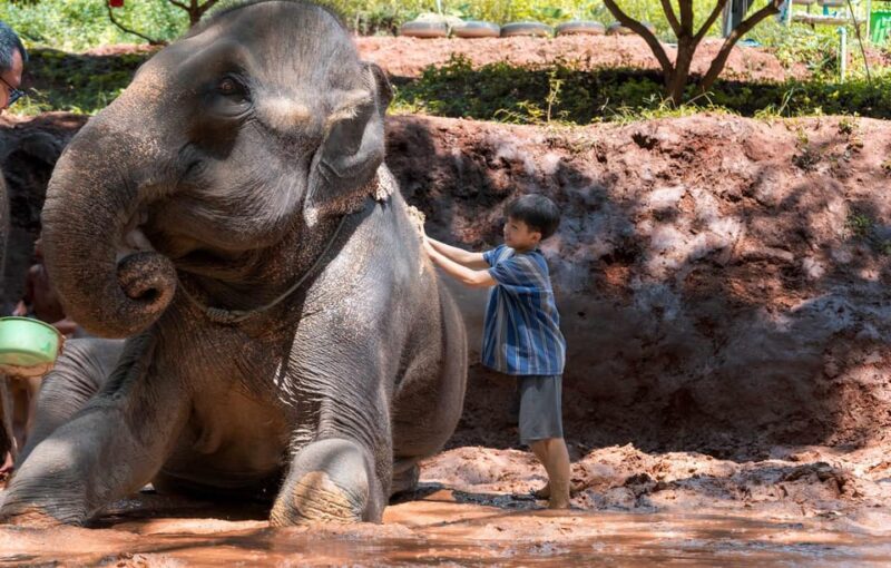 From Chiang Mai: Kerchor Eco Elephant Park Tour - Authentic Experiences and Genuine Care