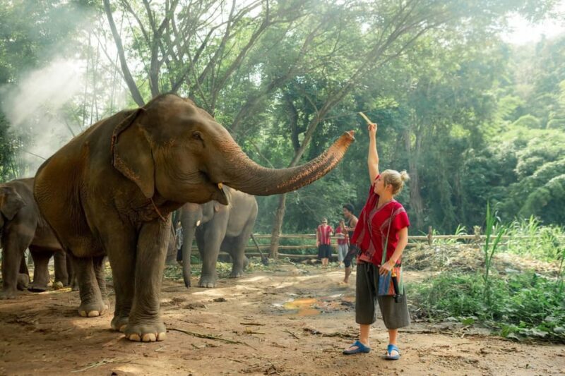 From Chiang Mai: Kerchor Eco Elephant Park Tour - Practical Tips for Travelers
