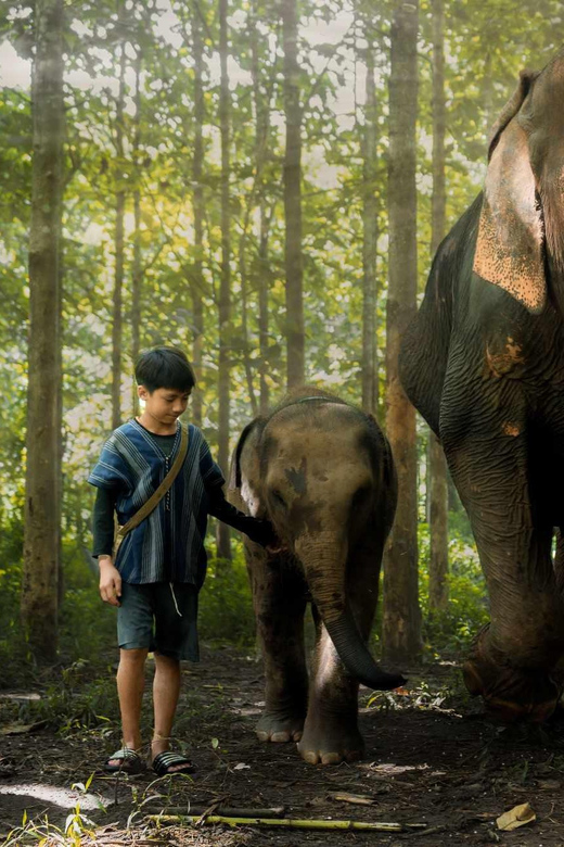From Chiang Mai: Kerchor Eco Elephant Park Tour - The Bottom Line: Who Should Book This Tour?