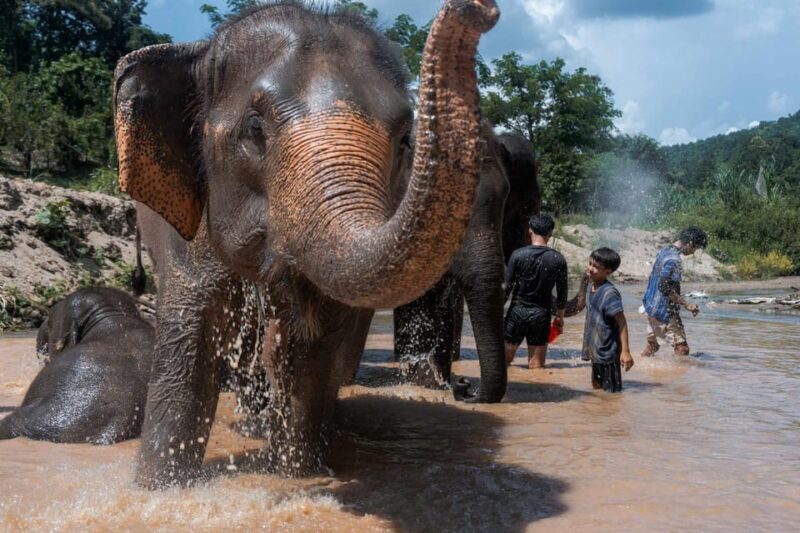 From Chiang Mai: Kerchor Eco Elephant Park Tour - FAQ