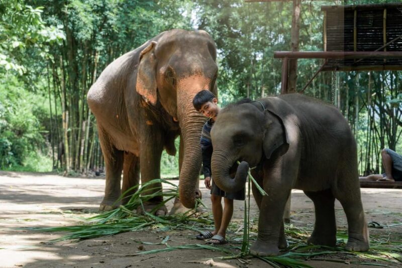 From Chiang Mai: Kerchor Eco Elephant Park Tour - Final Thoughts