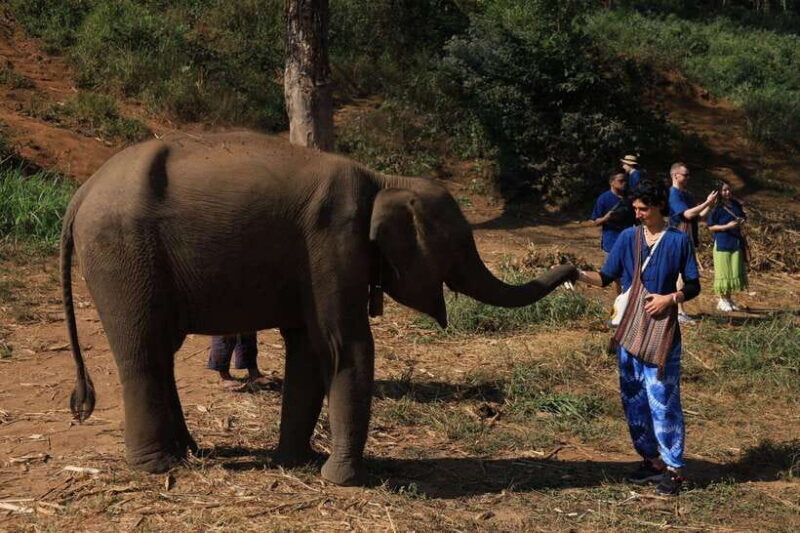 From Chiang Mai: Living Green Elephant Sanctuary Tour - The Value of the Tour